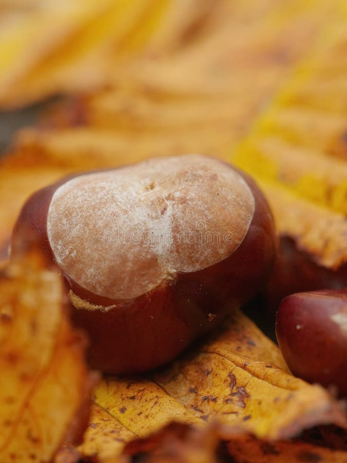 Conkers outside leaf stock image. Image of chestnut, season - 77643955