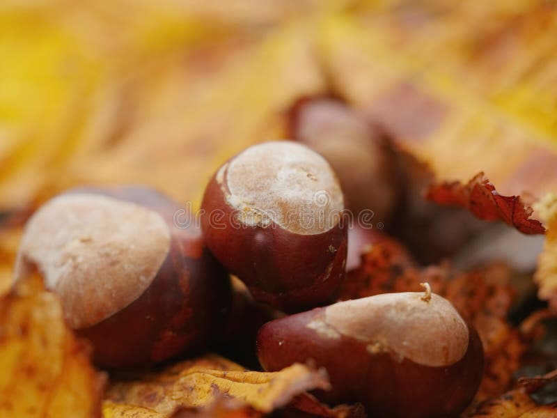 Conkers outside leaf stock image. Image of bunch, autumn - 77643911