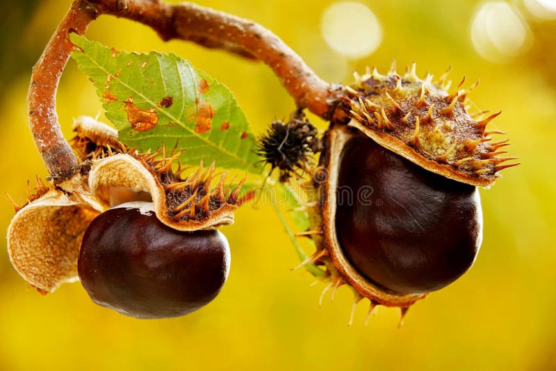 Conkers stock photo. Image of conkers, produce, ripe - 292454284