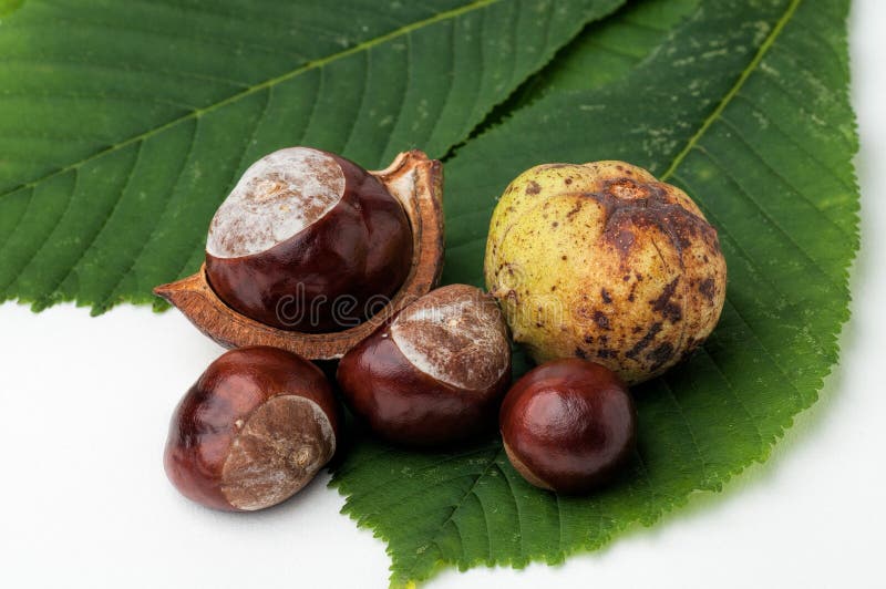 Conkers stock photo. Image of fall, isolated, seasonal - 34304322