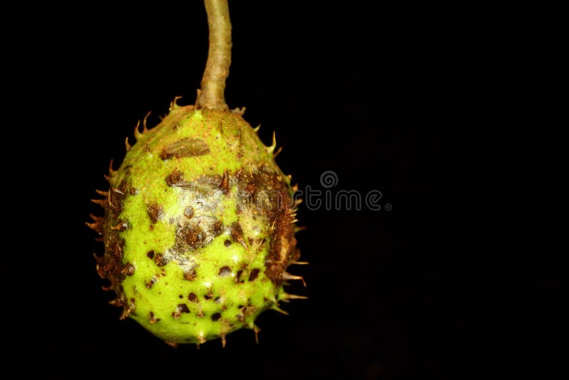 Conkers Split Open Reveiling Chestnuts Inside Stock Photos - Free ...