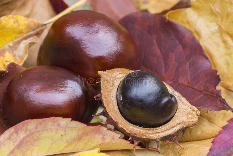 Conkers stock image. Image of brown, yellow, shiny, three - 97052981