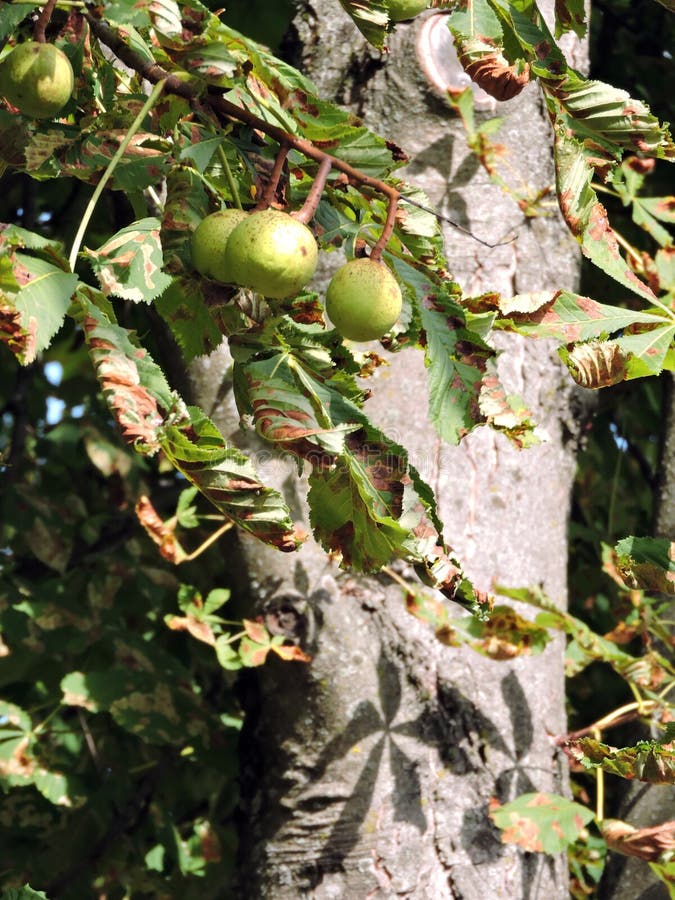 Conkers on Tree stock photo. Image of wild, chestnut - 15693170