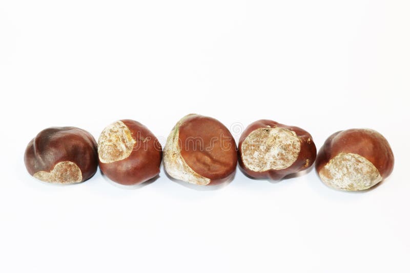 809 Conker Seeds Stock Photos - Free & Royalty-Free Stock Photos from ...