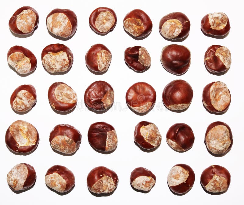 Conkers on white stock image. Image of flora, seed, season - 34446631