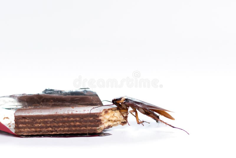 Cockroach Stick Stock Photos - Free & Royalty-Free Stock Photos from ...