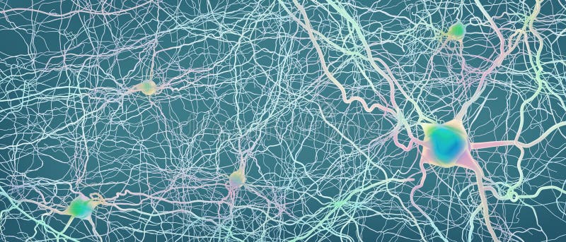 Connected Neurons or Nerve Cells Stock Illustration - Illustration of ...