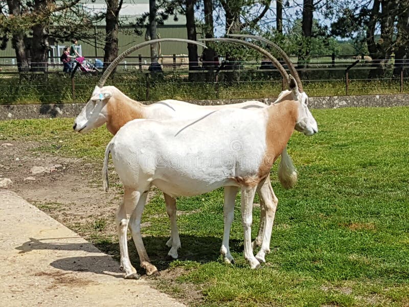 Connecting with nature stock photo. Image of merging - 159167328