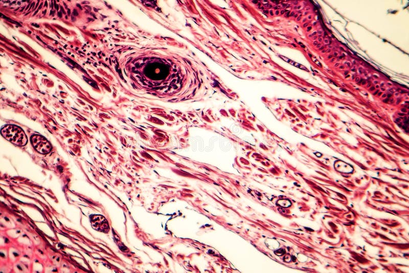 Connective Tissue, Light Micrograph Stock Image - Image of biology ...