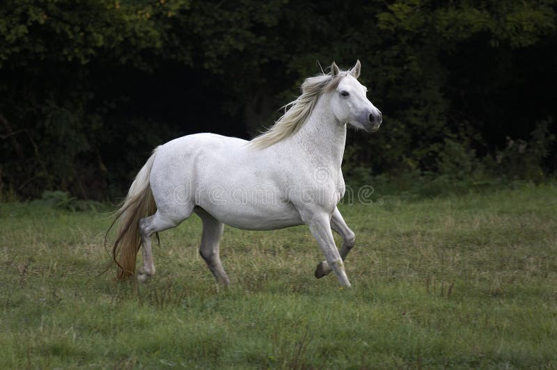 Cheval connemara stock image. Image of white, outdoors - 172747409