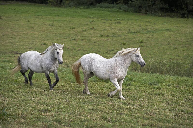 CHEVAL CONNEMARA stock image. Image of pony, outdoor - 172747203