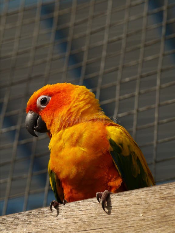 Connure stock image. Image of birds, nature, branch, look - 67052381