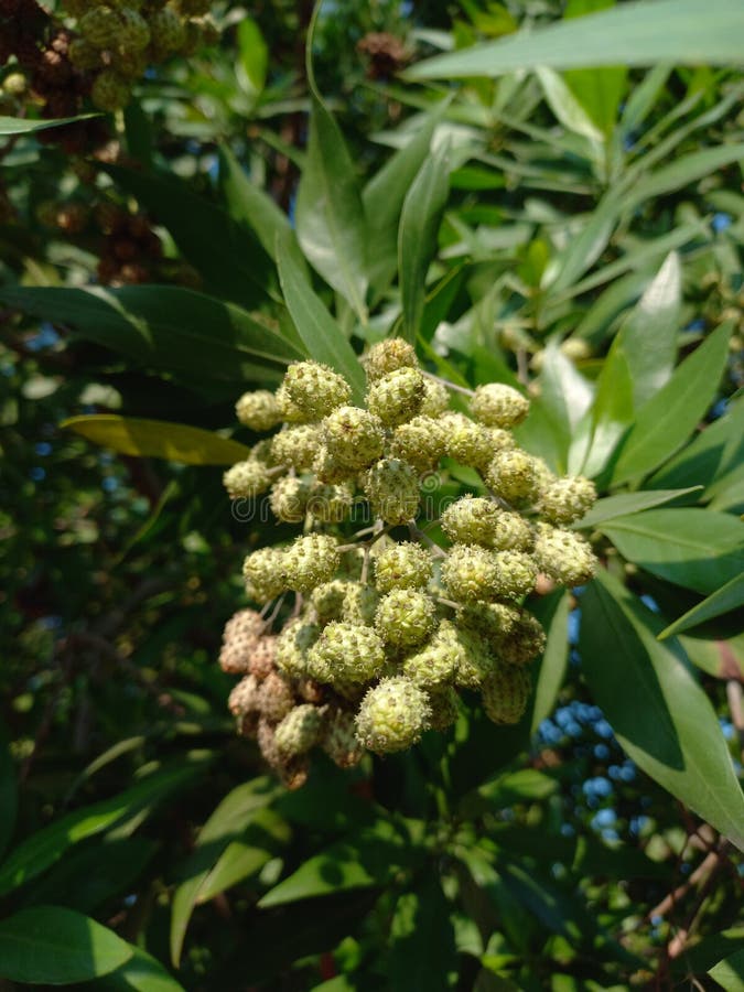 Conocarpus Erectus Flower
