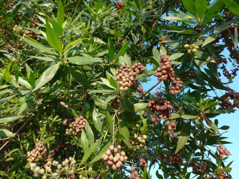 Conocarpus erectus plant stock image. Image of green - 252038735