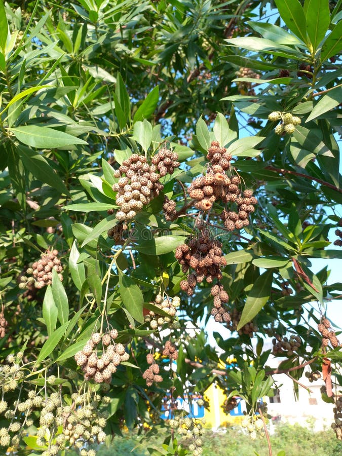Conocarpus erectus plant stock image. Image of rajasthan - 252038871