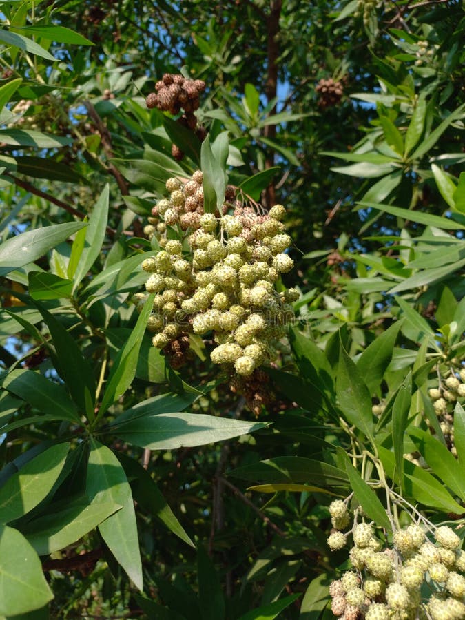 Conocarpus Erectus Ağacı Dolu