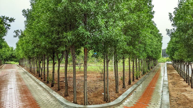 Conocarpus Tree Found in Tropical Areas Like India Stock Image - Image ...