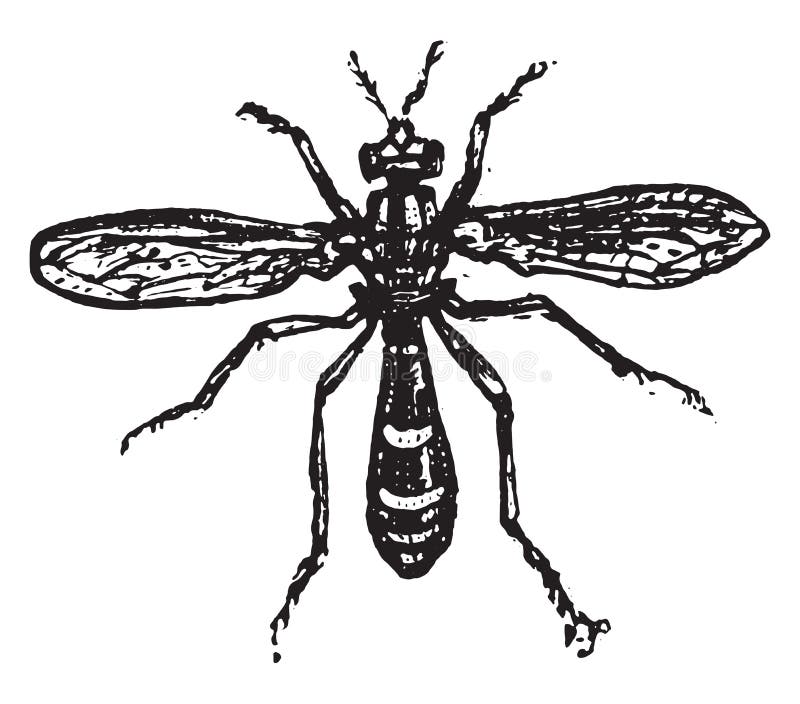 Conops Stock Illustrations – 3 Conops Stock Illustrations, Vectors ...