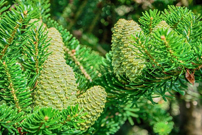 Los Conos Del Abeto Coreano - Abies Koreana Foto de archivo - Imagen de ... Los Conos Del Abeto Coreano - Abies Koreana Foto de archivo - Imagen de ...