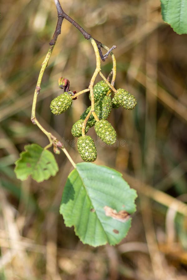 Conos Verdes De La Fruta De Grey Alder Imagen de archivo - Imagen de ...