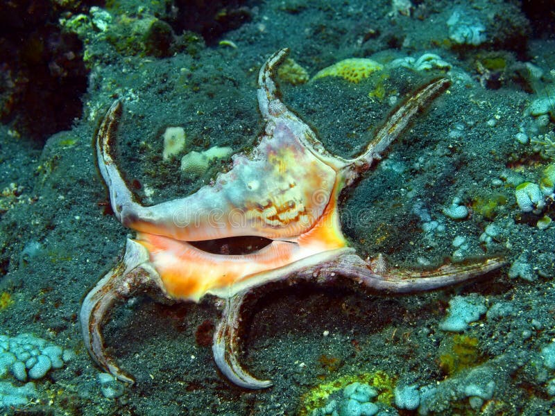 34,418 Conque Photos libres de droits et gratuites de Dreamstime