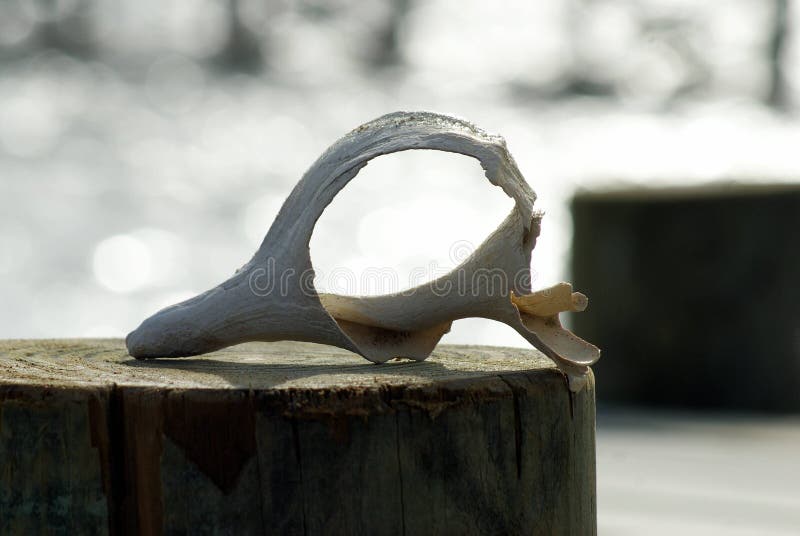 Conque Shell Dans Emerald Isle La Caroline Du Nord Photo stock - Image ...