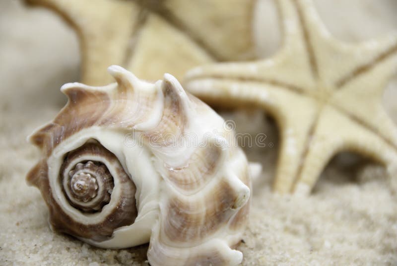 Conque Shell Et étoiles De Mer Sur Une Plage Photo stock - Image du ...