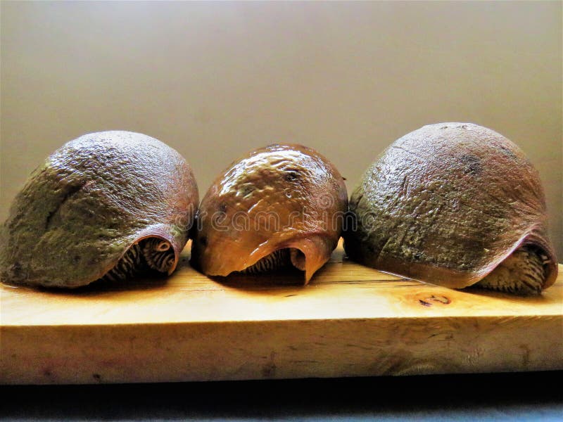 Conque Shell/grands Escargot/conchs Image stock - Image du escargot ...