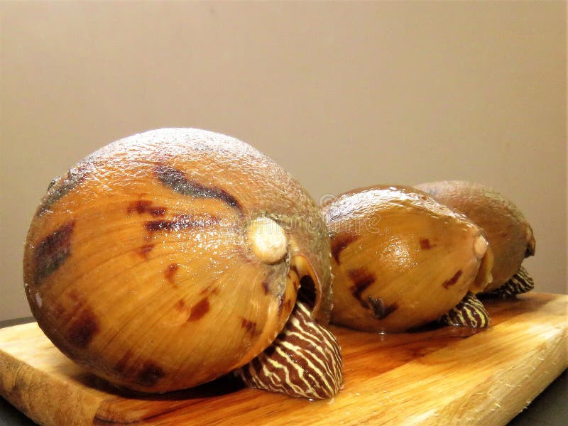 Conque Shell/grands Escargot/conchs Image stock - Image du conque ...