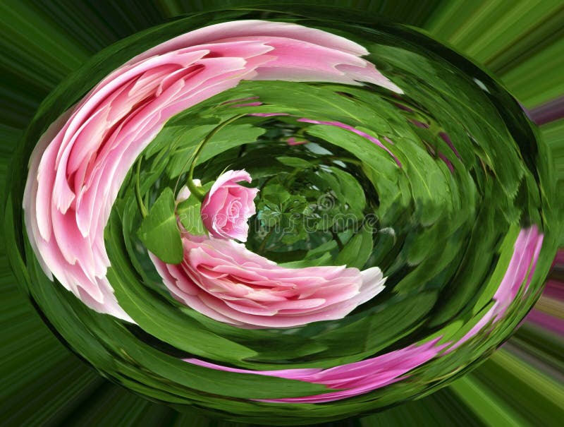 Conrad Ferdinand Meyer Garden Rose with Distortion for Design Effect ...