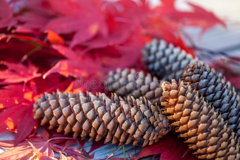 Pine Cones and Maple Leaves Stock Photo - Image of group, garden: 97063684