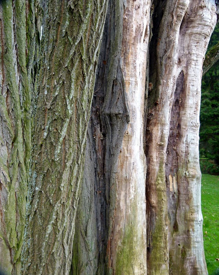 3 Consecutive Powerful Tree Trunks in Tele Optics Stock Image - Image ...