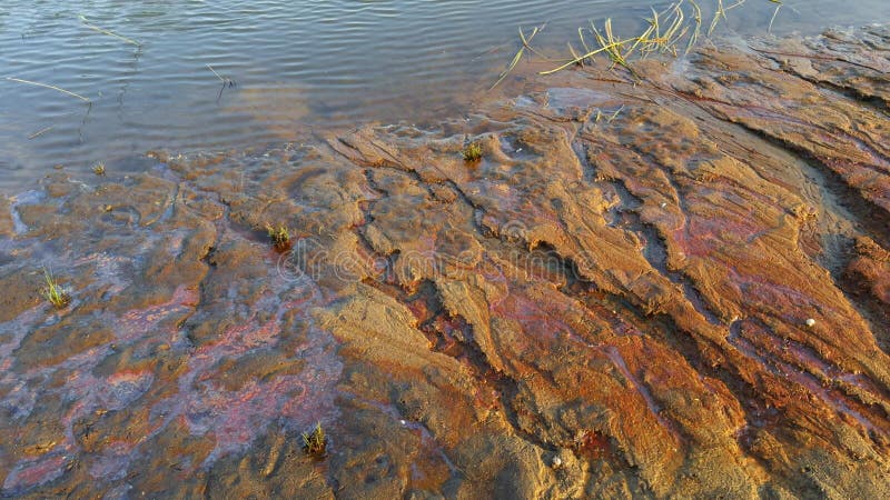 Consequences of Dumping Chemical Waste into River. River Bank with ...