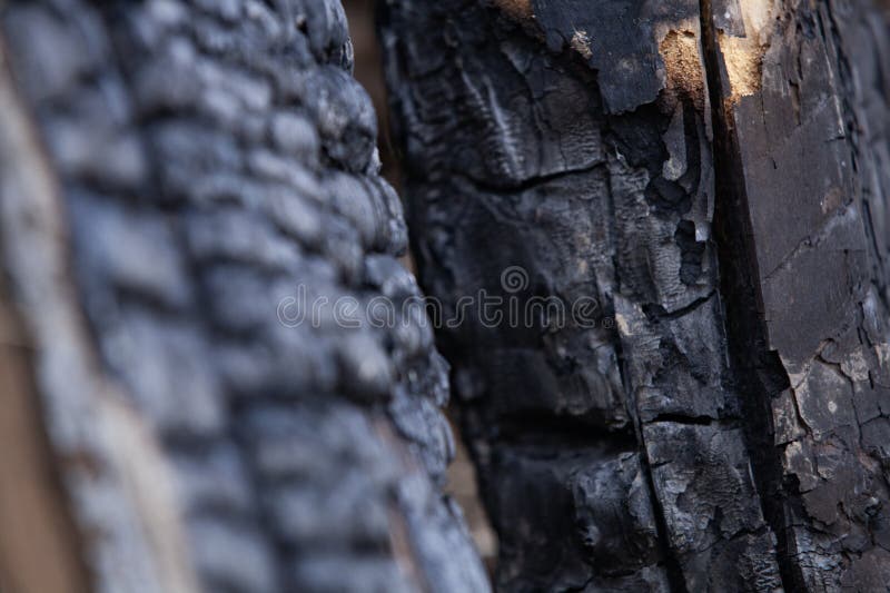 Consequences of the Fire. Burned Scratched Hardwood Surface. Traces of ...