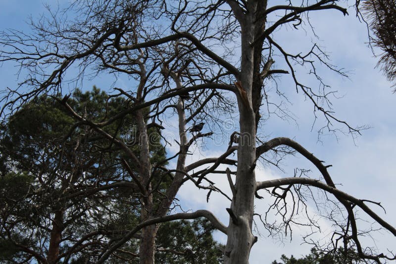 Burnt Dead Tree on Dark Blue Background Stock Photo - Image of dead ...