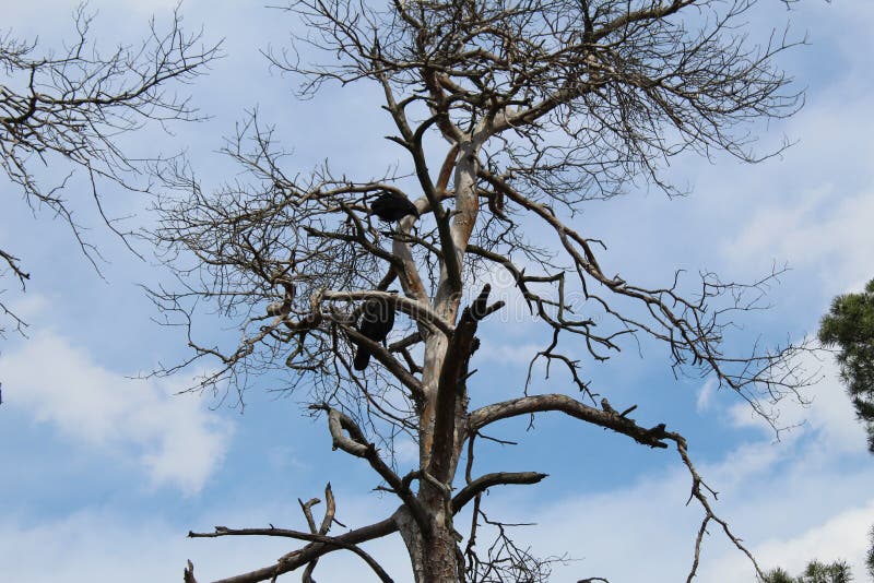 Burnt Dead Tree on Dark Blue Background Stock Photo - Image of dead ...