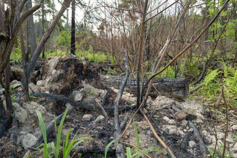 The Consequences of a Fire in the Forest. Remains of Burnt Trees and ...