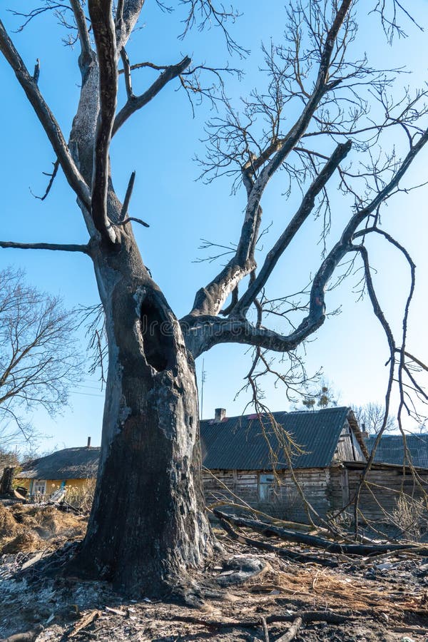 The Consequences of a Forest Fire and Arson of Dry Foliage. Charred ...
