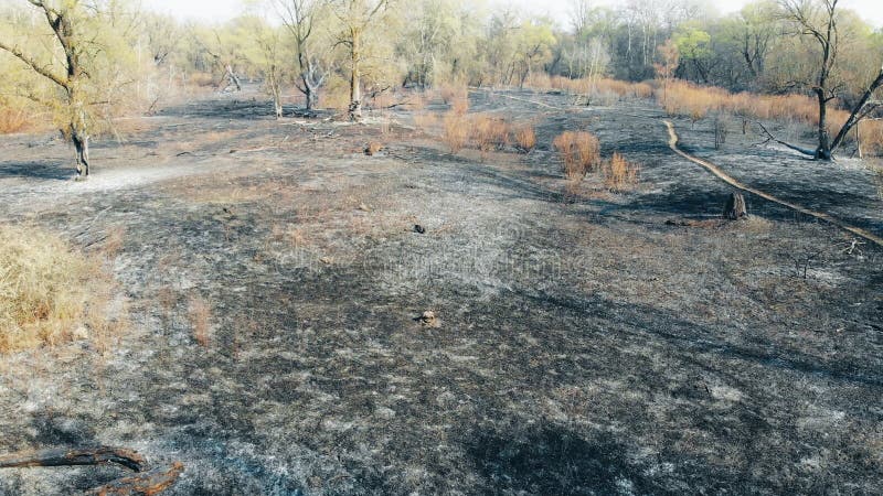 Forest fire in the wild. stock video. Video of black - 180073723