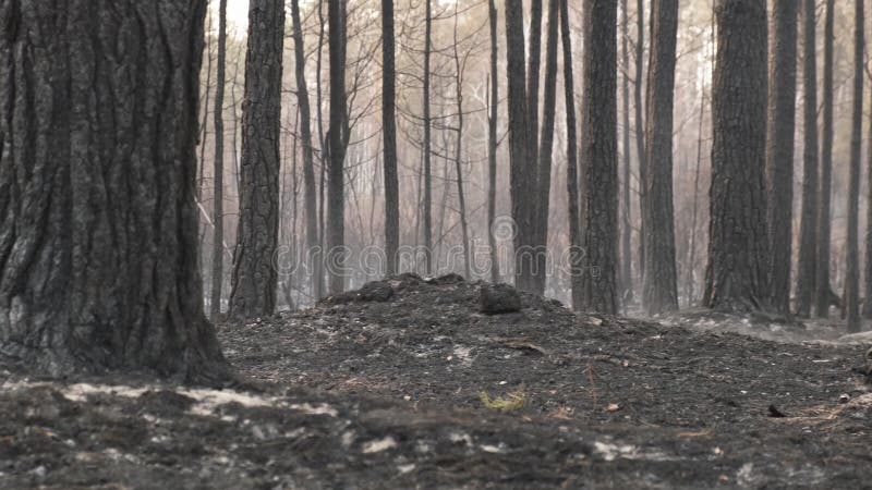 Consequences of a Forest Fire, Charred Trees, Smoking Smoldering Grass ...