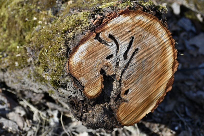 Saw Cut of a Tree Infected with a Pest Beetle. Stock Image - Image of ...