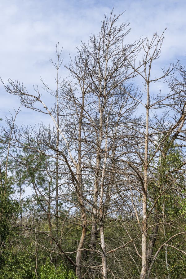 Consequences of Global Warming , Drought and Dead Trees Stock Photo ...