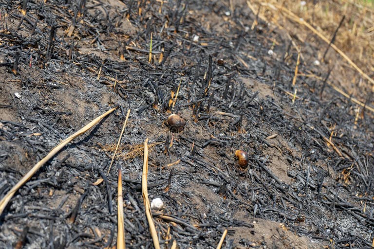 Consequences of Grass Fire. Burnt Earth and Snail Shells after Burning ...