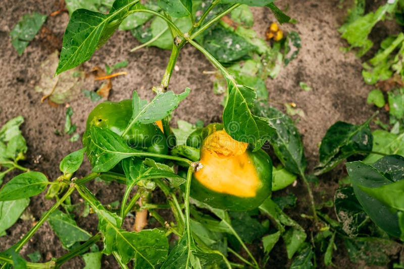 Consequences of Hail in Vegetable Garden. Broken Vegetables Pepp Stock ...