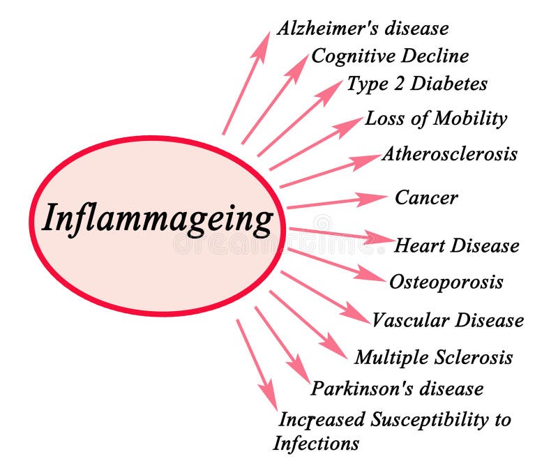 Inflammageing Stock Illustrations – 4 Inflammageing Stock Illustrations ...