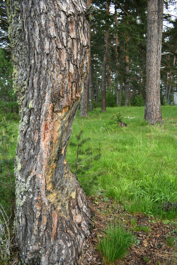 The Consequences of People in Nature. Stock Image - Image of nature ...