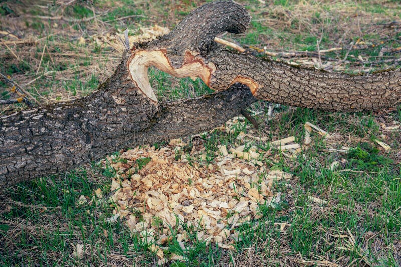 110 Beaver Trap Stock Photos - Free & Royalty-Free Stock Photos from ...