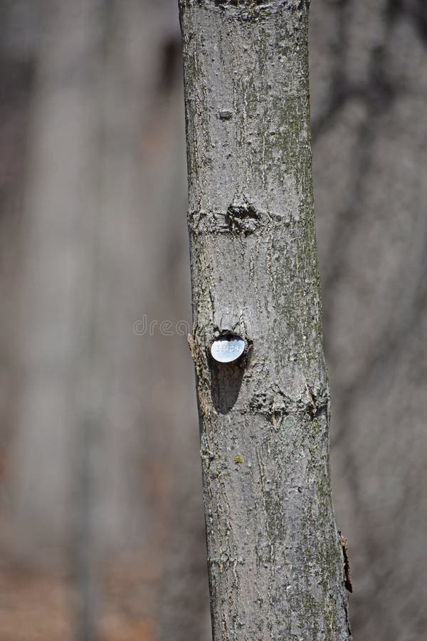 Close up of tagged tree stock image. Image of close - 114786001