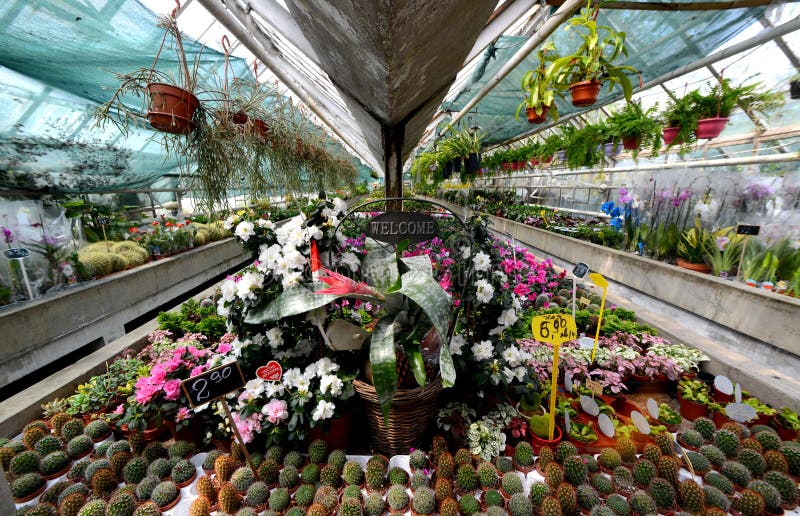Conservatory of flowers editorial image. Image of garden - 41167425