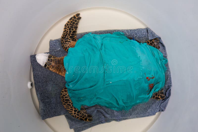 Conserving stock photo. Image of colorful, life, environment - 151626122